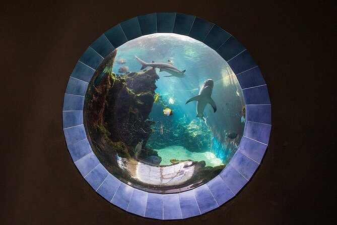 Aquarium Package in Nouméa's with Admission with Hop-on Hop-Off - Why This Tour Offers Great Value