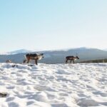 Arctic Day: Yukon Wildlife Half Day Viewing Tour - The Practical Side: What This Tour Means for You