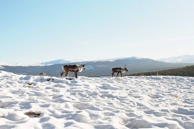 Arctic Day: Yukon Wildlife Half Day Viewing Tour - The Practical Side: What This Tour Means for You