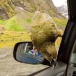 Arthurs Pass Day Tour From Christchurch With Jet Boat - Detailed Itinerary Breakdown
