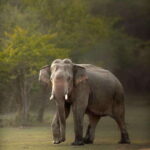 Arugam Bay: Kumana National Park Safari - Exploring Kumana’s Diverse Ecosystems