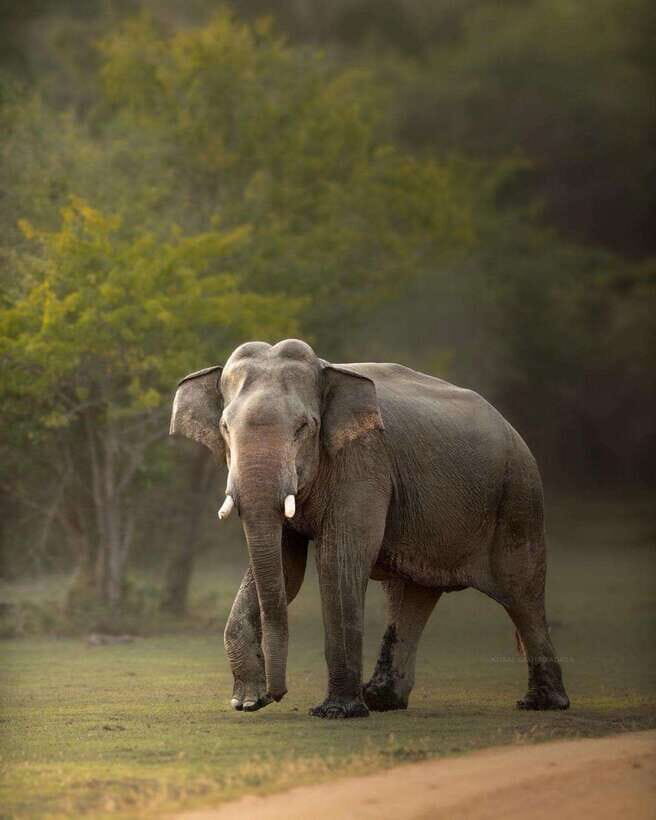 Arugam Bay: Kumana National Park Safari - Exploring Kumana’s Diverse Ecosystems