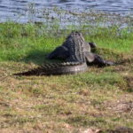 Arugambay to Yala: Wild Safari + Drop-off Flexibility - The Itinerary Breakdown