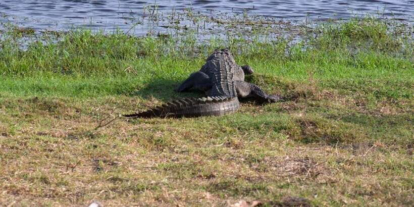 Arugambay to Yala: Wild Safari + Drop-off Flexibility - The Itinerary Breakdown