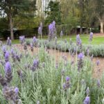 Ashcombe Maze & Lavender Gardens - The Experience: What You Can Expect