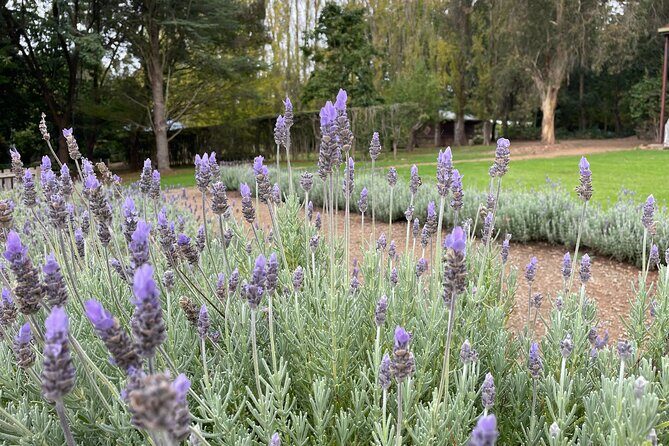 Ashcombe Maze & Lavender Gardens - The Experience: What You Can Expect