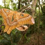Atherton Tablelands Rain Forest by Night from Cairns - An In-Depth Look at the Experience