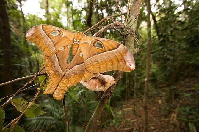 Atherton Tablelands Rain Forest by Night from Cairns - An In-Depth Look at the Experience