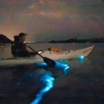 Auckland Bioluminescence Kayak Tour - An In-Depth Look at the Auckland Bioluminescence Kayak Tour