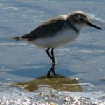 Auckland Birdwatching and Hiking Private Tour - Frequently Asked Questions