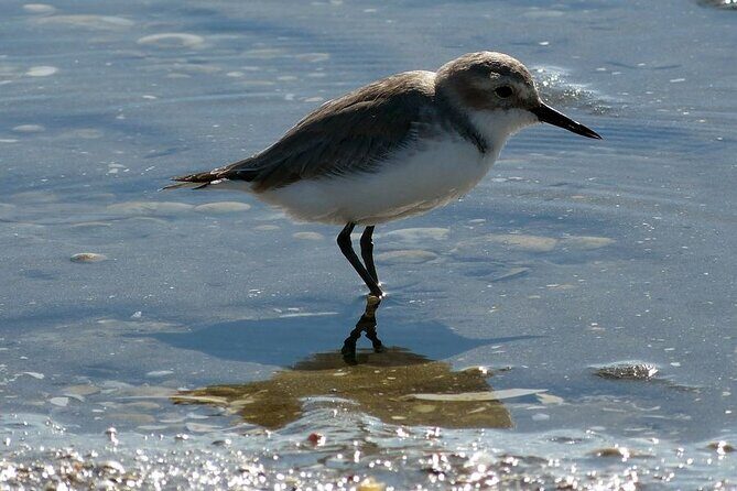 Auckland Birdwatching and Hiking Private Tour - Frequently Asked Questions