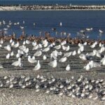 Auckland: Birdwatching, Hiking & Waterfalls Tour - What Makes This Tour Stand Out?