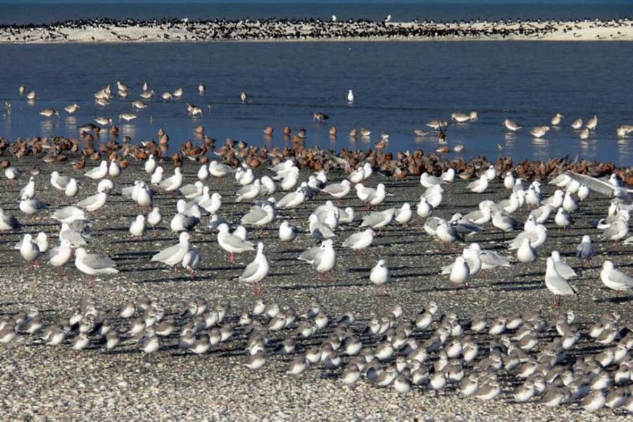 Auckland: Birdwatching, Hiking & Waterfalls Tour - What Makes This Tour Stand Out?