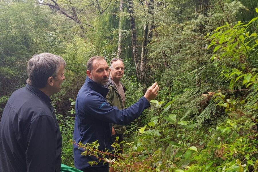 Auckland City, Beaches & Rainforest Premium Small Group Tour - Exploring Auckland’s Natural Side