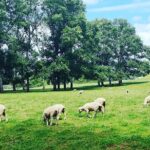Auckland City Highlights Full Day Tour - The Sum Up