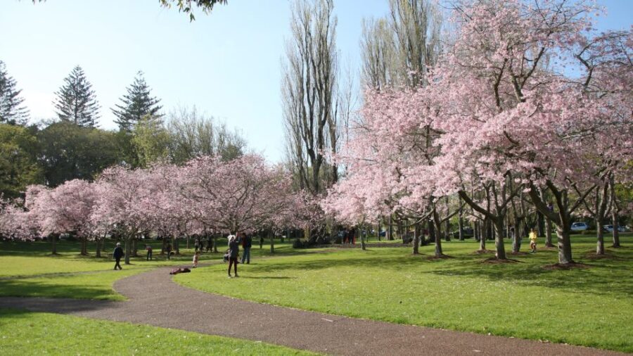 Auckland: Full-Day City Tour - Final Thoughts: Is This Tour Right for You?