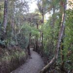 Auckland: Hiking West Auckland Rainforest & Waterfalls Tour - Exploring the Itinerary in Detail