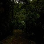 Auckland North Shore Glowworm Tour - The Trail and the Environment