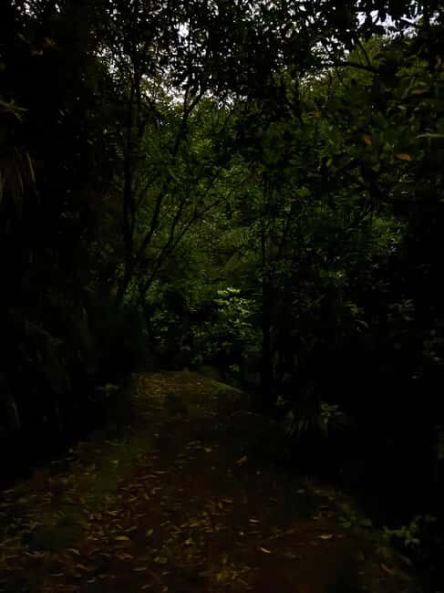 Auckland North Shore Glowworm Tour - The Trail and the Environment