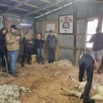 Auckland: Private Farm Tour with Sheep Shearing & Lunch - Meeting a Local Farmer