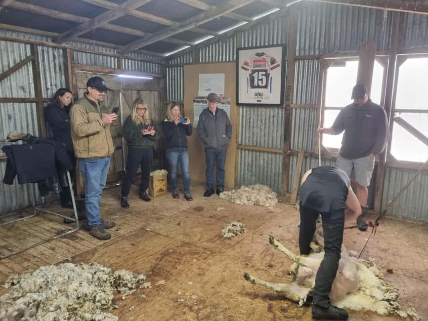 Auckland: Private Farm Tour with Sheep Shearing & Lunch - Meeting a Local Farmer