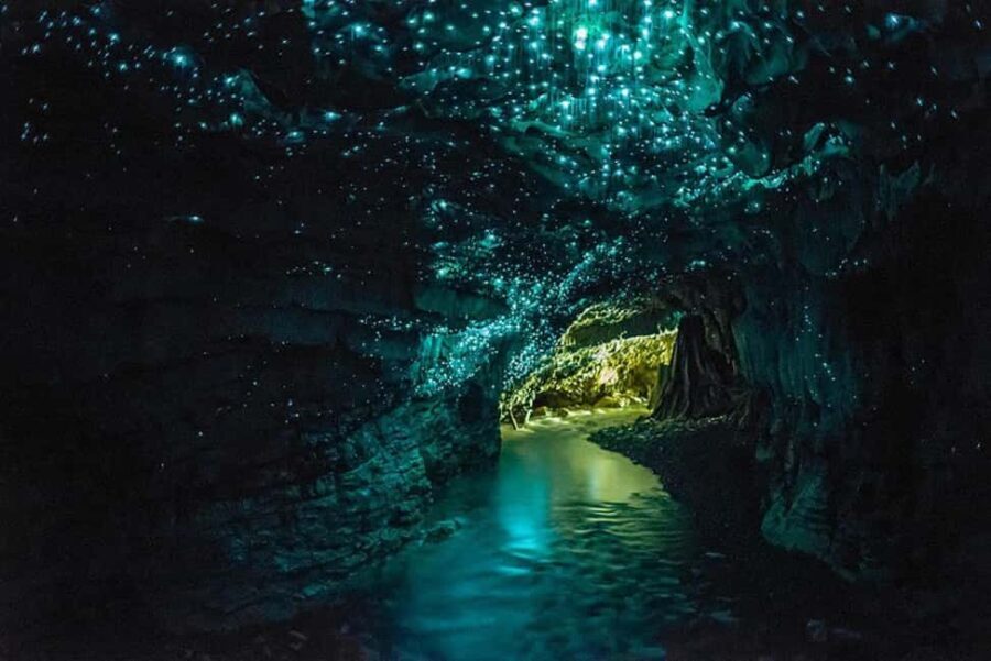 Auckland: Private Tour to Waitomo & Te Puia Valley - Whats Included and What’s Not