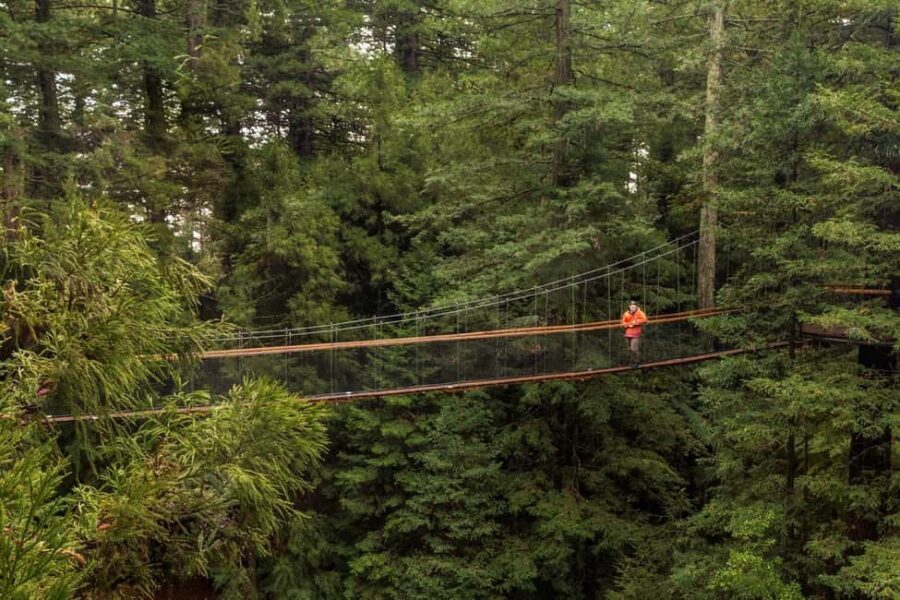 Auckland: Rotorua Highlights inc Te Puia Tour & Redwoods - Exploring Rotorua’s Core Attractions