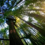 Auckland: Rotorua Highlights w Redwoods Treewalk & Hot Tubs - Rotorua City Highlights: A Guided Driving Tour