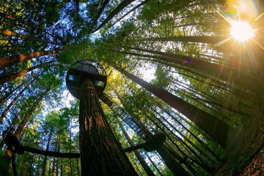 Auckland: Rotorua Highlights w Redwoods Treewalk & Hot Tubs - Rotorua City Highlights: A Guided Driving Tour