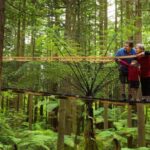 Auckland: Rotorua Highlights with Redwoods Treewalk & Spa - Exploring Rotorua’s Geothermal Wonders