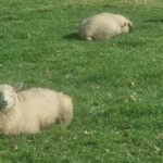 Auckland Town and Country Delights Tour - What We Loved About the Tour