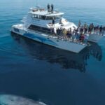 Auckland: Whale and Dolphin Watching Half-Day Eco Cruise - The Value for Money