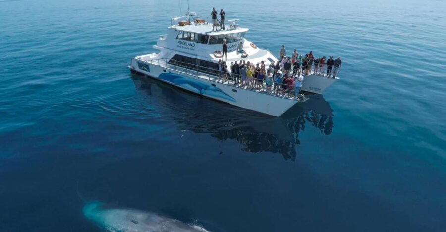 Auckland: Whale and Dolphin Watching Half-Day Eco Cruise - The Value for Money