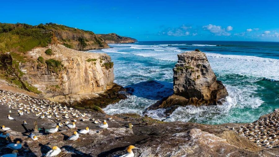 Auckland: Wild West Coast, Black Sand Beaches Tour inc Lunch - An In-Depth Look at the Tour Experience
