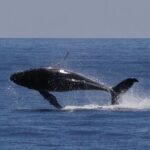 Augusta Whale Watching Eco Tour - What to Expect: A Detailed Breakdown of the Trip