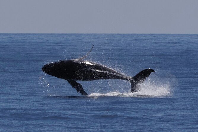 Augusta Whale Watching Eco Tour - What to Expect: A Detailed Breakdown of the Trip