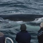 Augusta: Whale Watching Tour - What to Expect During the Tour