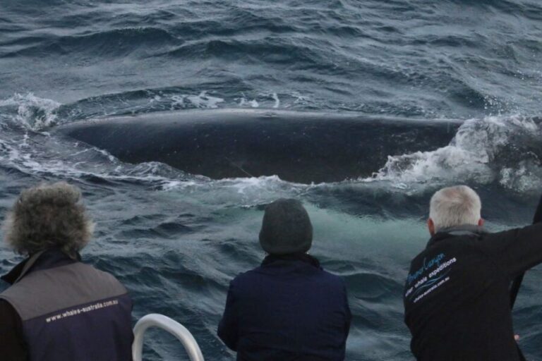 Augusta: Whale Watching Tour - What to Expect During the Tour