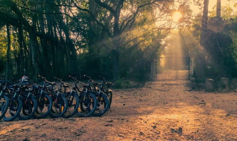 Auroville: Nature Trail Forest Cycling Adventure - What to Expect During the Tour