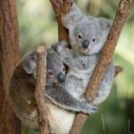Australia Zoo Transfer from Noosa and Sunshine Coast - The Itinerary in Detail