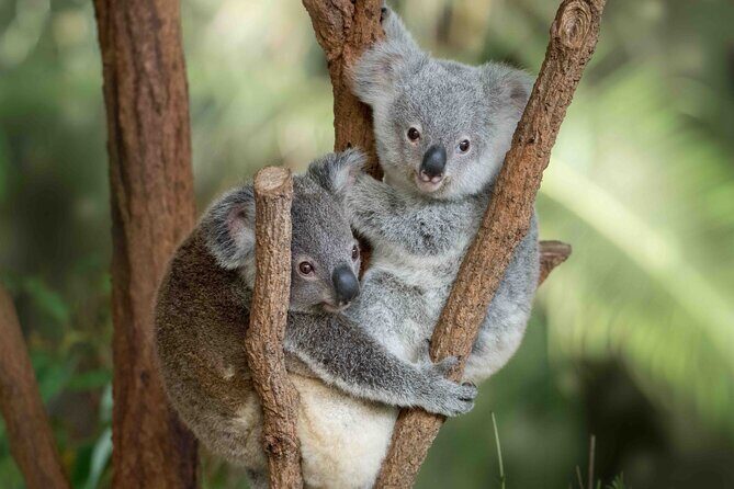 Australia Zoo Transfer from Noosa and Sunshine Coast - The Itinerary in Detail
