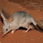 Australian Animal Night Safari - Authentic Encounters and Traveler Insights