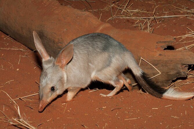 Australian Animal Night Safari - Authentic Encounters and Traveler Insights