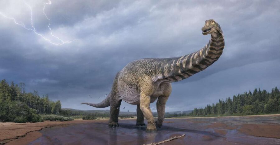 Australian Dinosaur Giants Tour - Why This Tour Offers Great Value