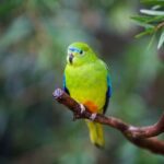 Australian Experience at Werribee Open Range Zoo - excl. entry - Authentic Experiences and Real Traveler Insights