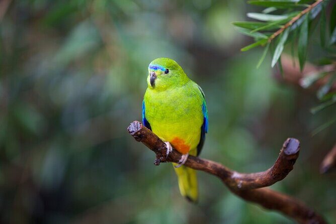 Australian Experience at Werribee Open Range Zoo - excl. entry - Authentic Experiences and Real Traveler Insights