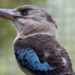 Australian Wildlife Tour at Melbourne Zoo Ticket - excl. entry - Who Will Enjoy This Experience Most?