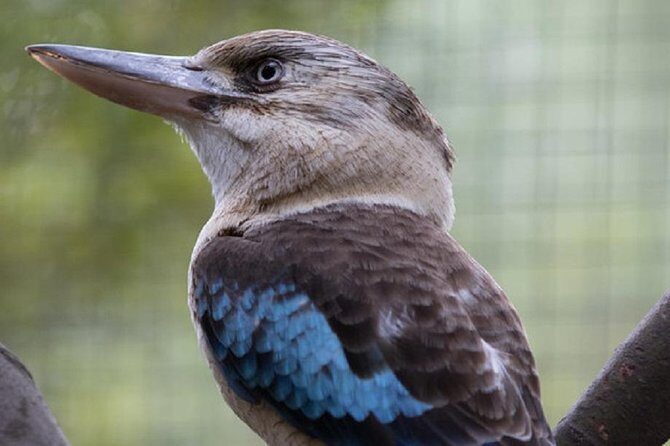 Australian Wildlife Tour at Melbourne Zoo Ticket - excl. entry - Who Will Enjoy This Experience Most?