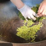 Authentic Hangzhou Longjing Tea Culture Experience Tour - The Practicalities: What to Expect