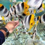 Authentic Polynesian Experience - Who Will Love This Tour?